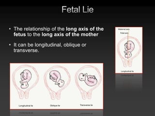Obstetric Terminology | PPTX