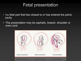 Obstetric Terminology | PPTX