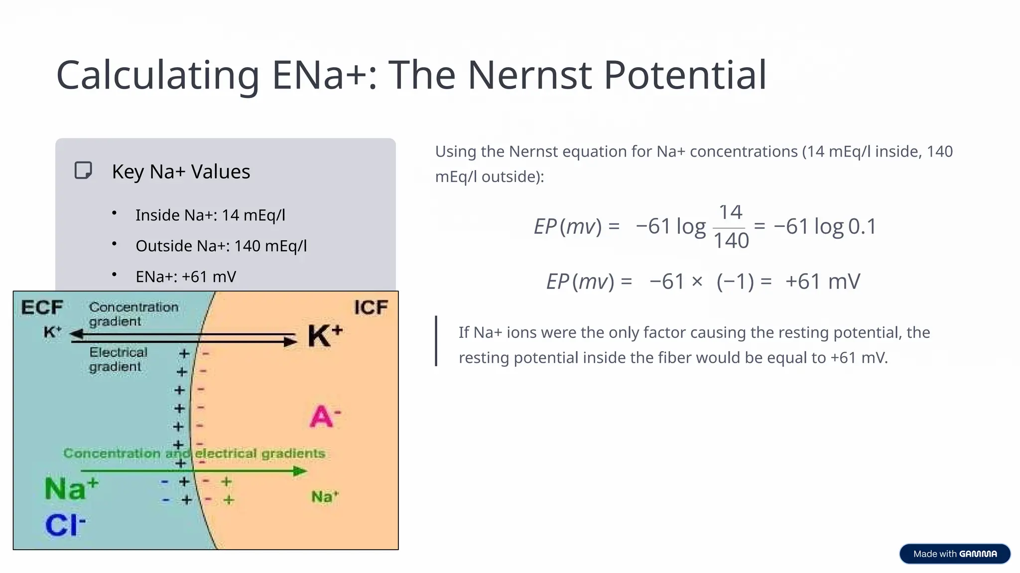 Nerve lecture 1: The-Resting-Membrane-Potential-donan and equilibrium ...