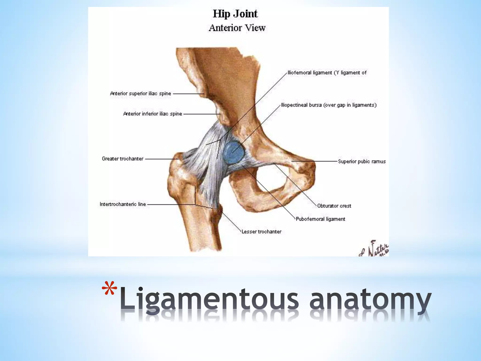 Anatomy of The hip joint & femoral Head | PPTX