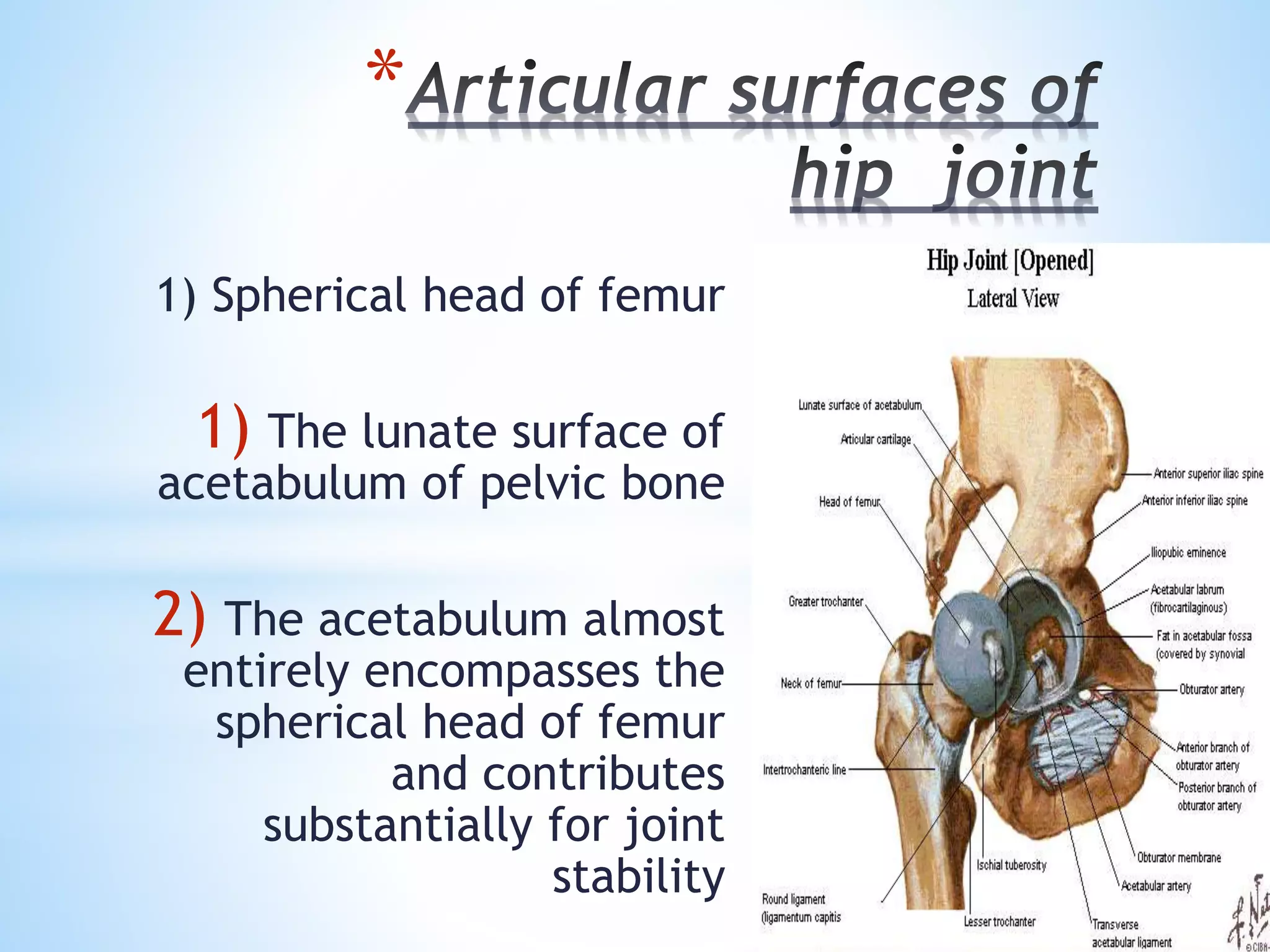 Anatomy of The hip joint & femoral Head | PPT
