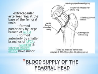 Anatomy of The hip joint & femoral Head | PPTX