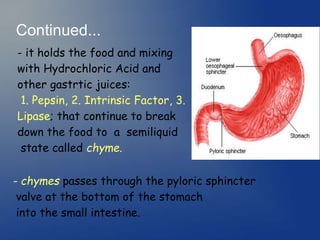 1 the digestive system final PRESENTATION | PPT
