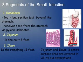 1 the digestive system final PRESENTATION | PPT