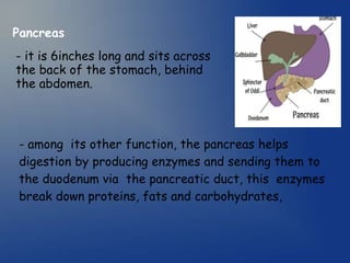 1 the digestive system final PRESENTATION | PPT