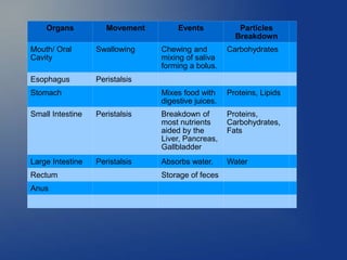 1 the digestive system final PRESENTATION | PPT