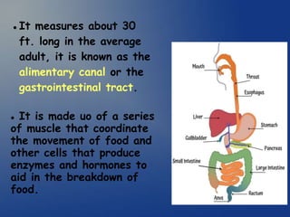 1 the digestive system final PRESENTATION | PPT