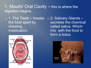 1 the digestive system final PRESENTATION | PPT