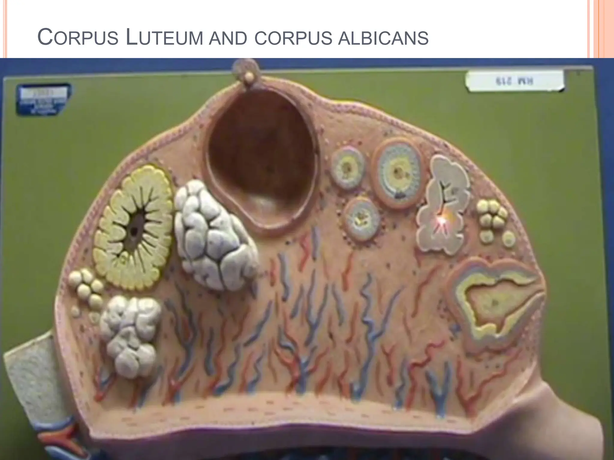 The Female Reproductive System By Mr. T.ppt