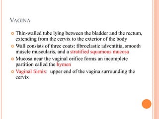 The Female Reproductive System By Mr. T.ppt