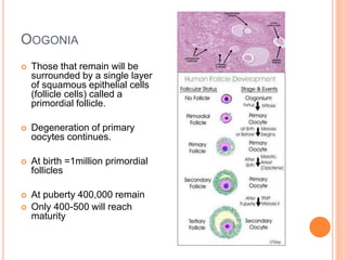 The Female Reproductive System By Mr. T.ppt