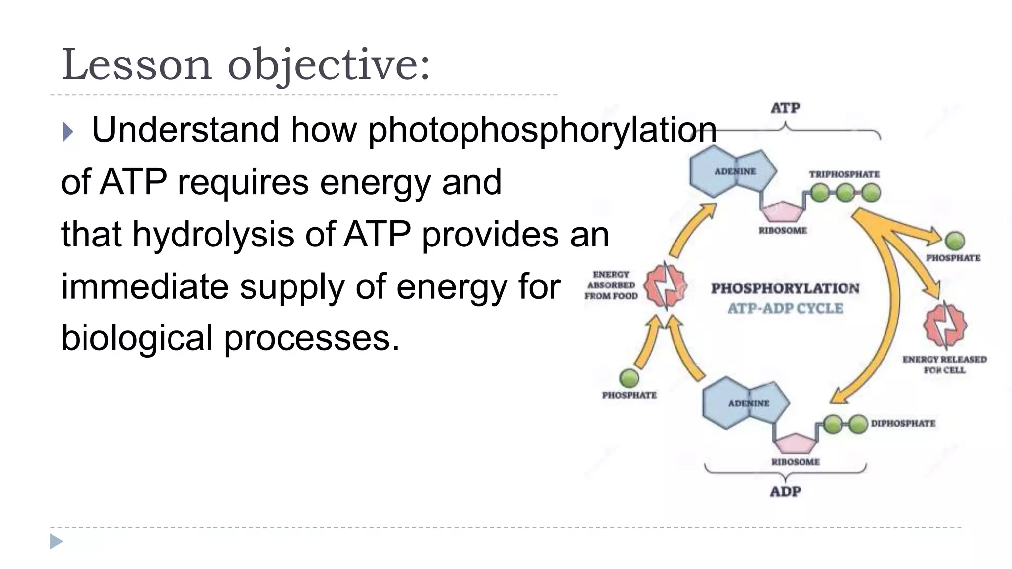 A level biology- The importance of ATP | PPTX