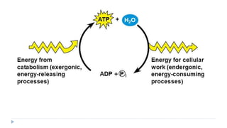 A level biology- The importance of ATP | PPTX