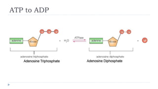 A level biology- The importance of ATP | PPTX