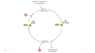 A level biology- The importance of ATP | PPTX