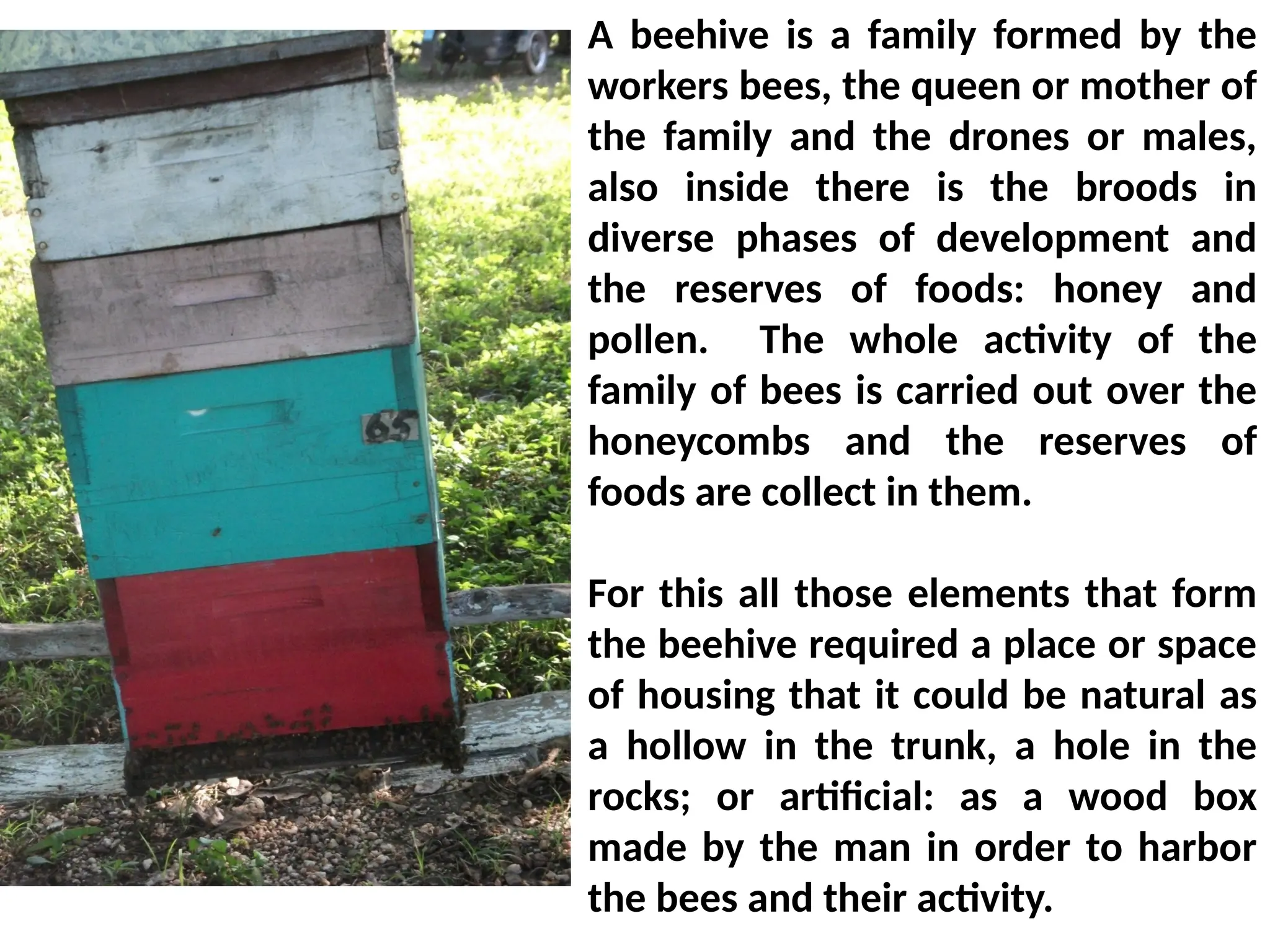 1 The importance of beekeeping activity.pptx
