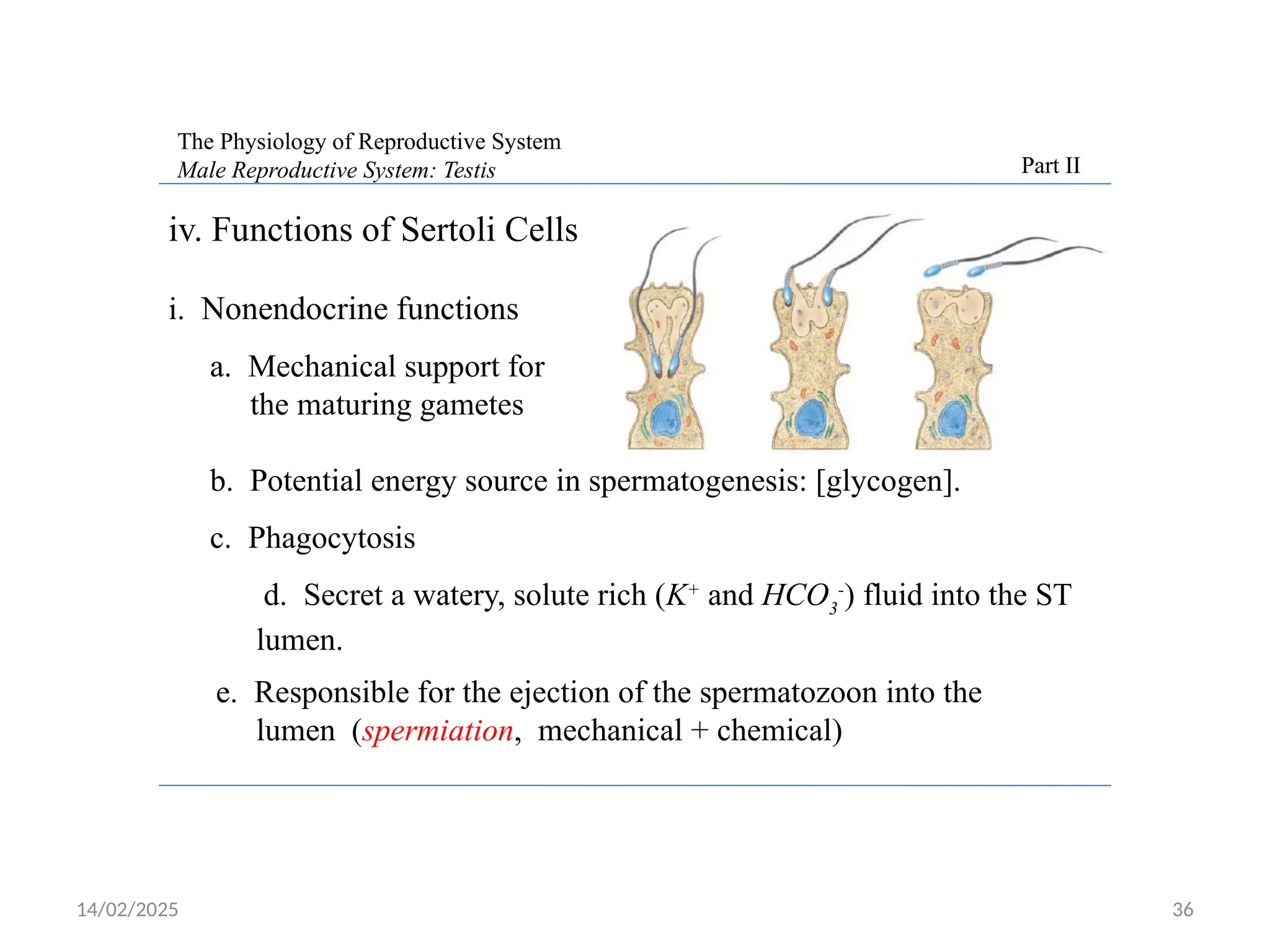 1_The_Physiology_of_Reproductive_System_Sexual_Differentiation_Copy.pptx