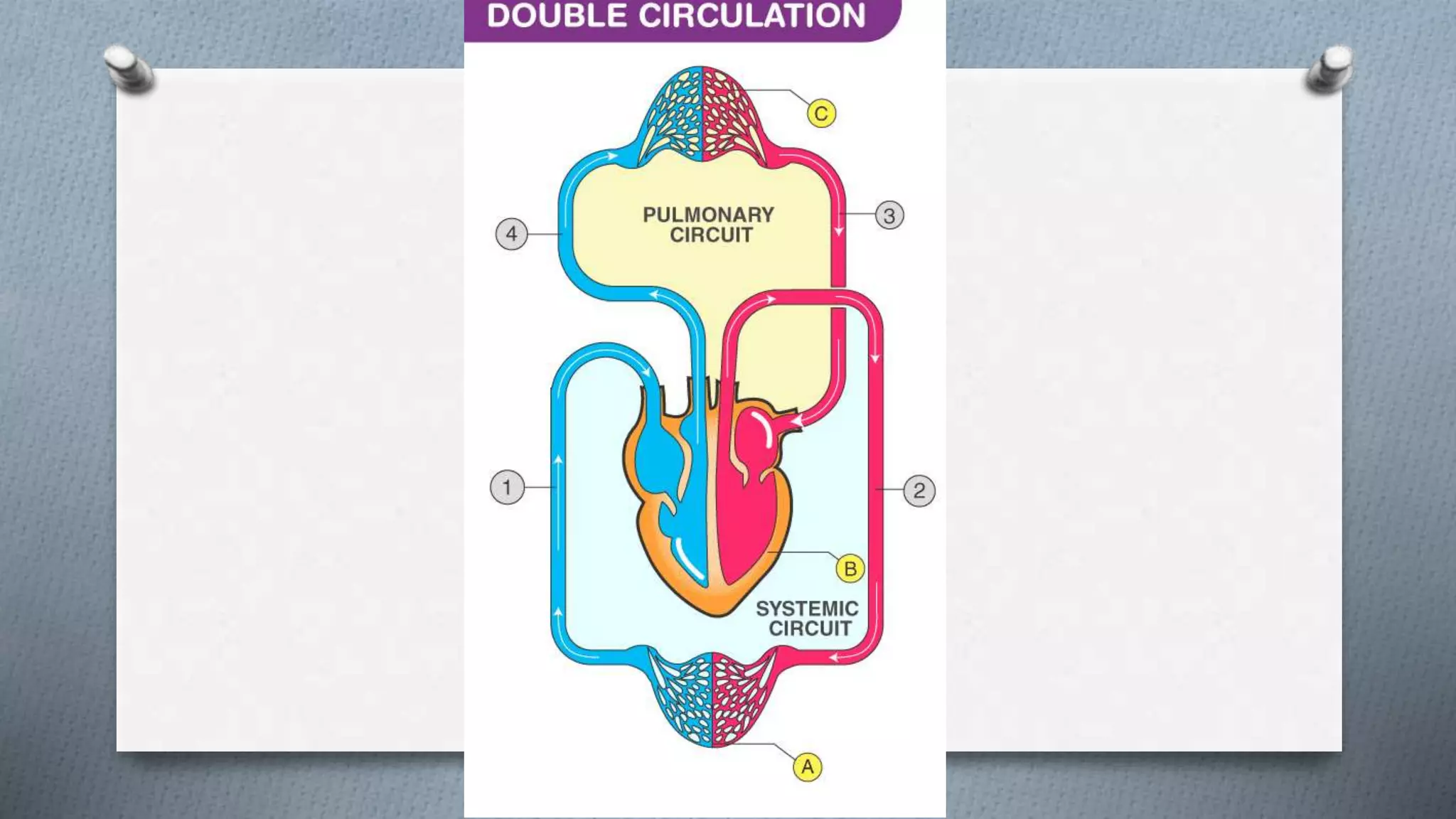 AS Biology The principles of circulation | PPTX