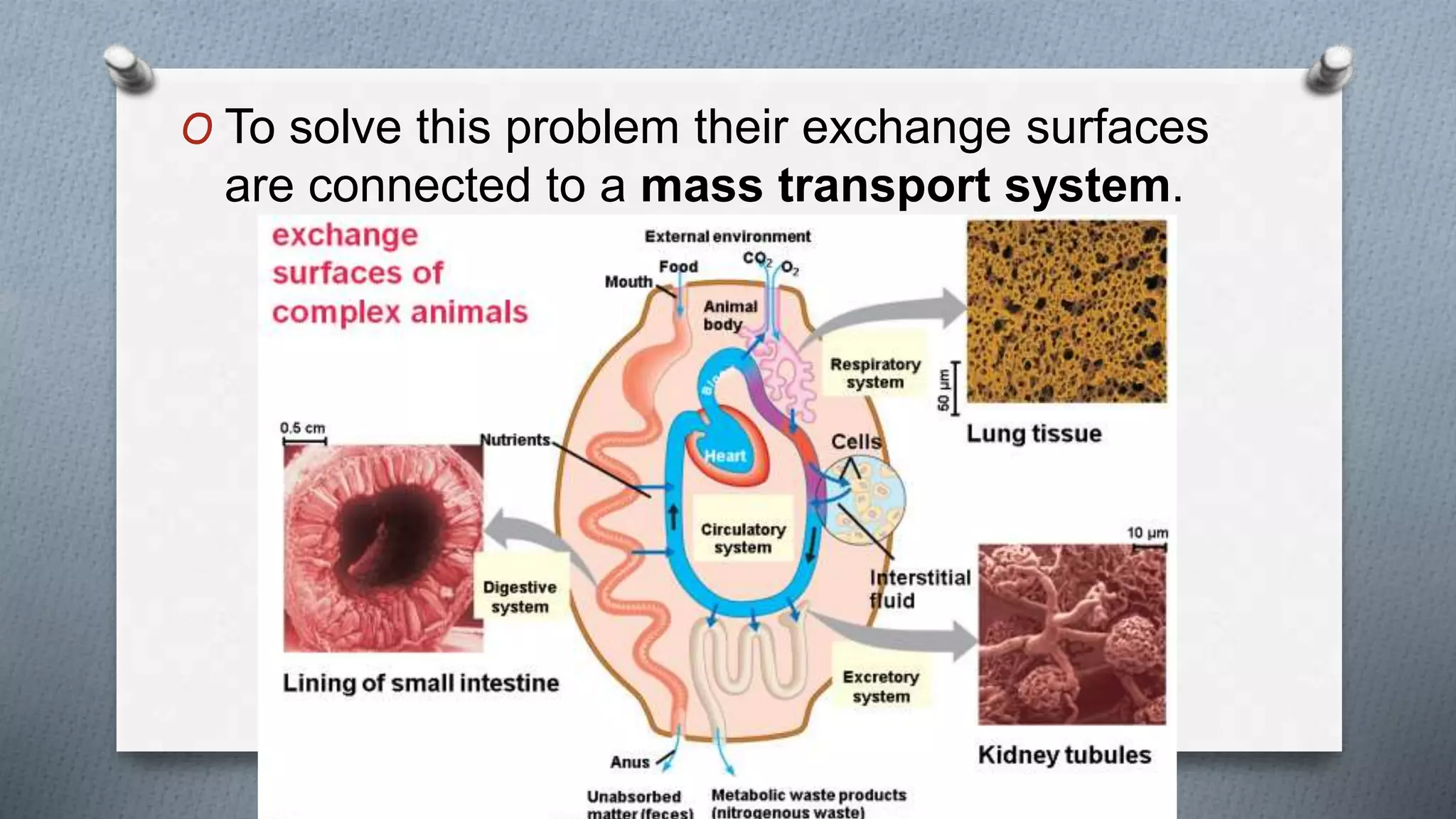 AS Biology The principles of circulation | PPTX