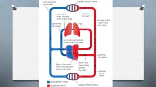 AS Biology The principles of circulation | PPTX