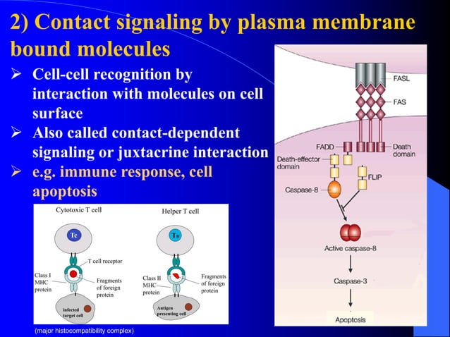 1 the progress of cell signaling.pdf Understanding cell signaling | PPT