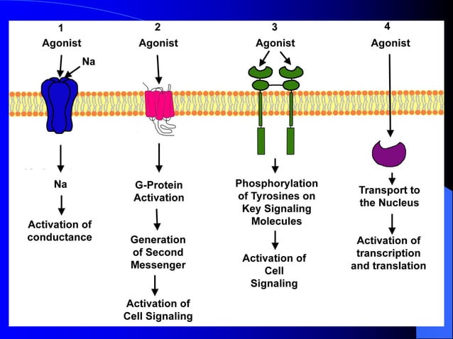 1 the progress of cell signaling.pdf Understanding cell signaling | PPT