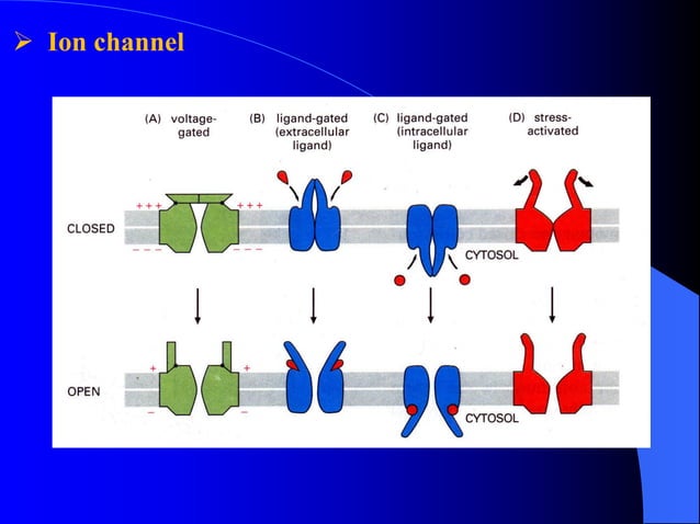 1 the progress of cell signaling.pdf Understanding cell signaling | PPT