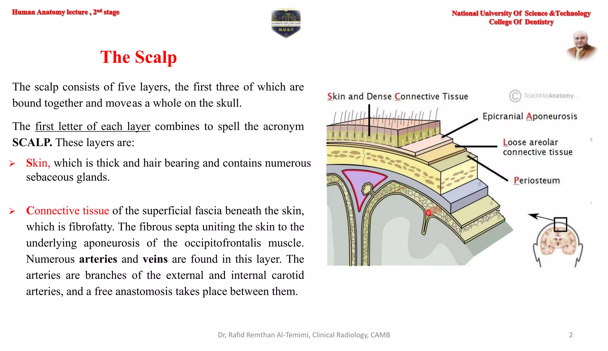 1 The scalp.pptx