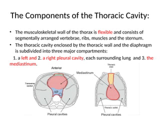 1_Thoracic wall.pptx……………………………………………….. | PPTX