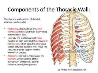 1_Thoracic wall.pptx……………………………………………….. | PPTX