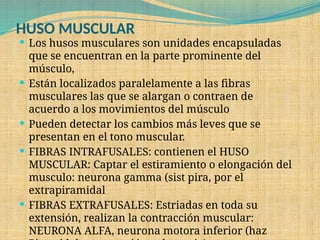 1 TONO MUSCULAR Y REFLEJOS fisiologia.pptx