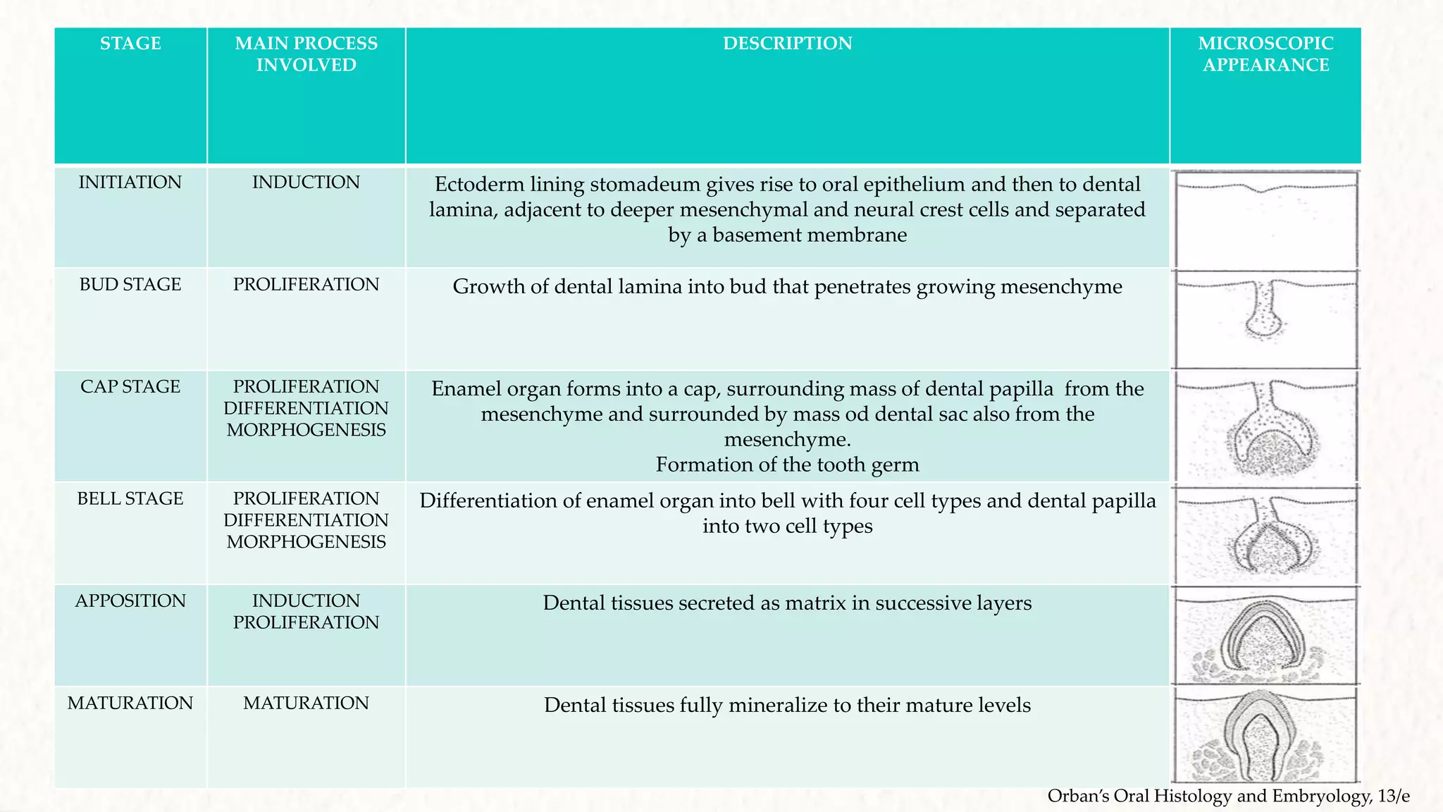 Tooth anatomy and its enigma.pptx