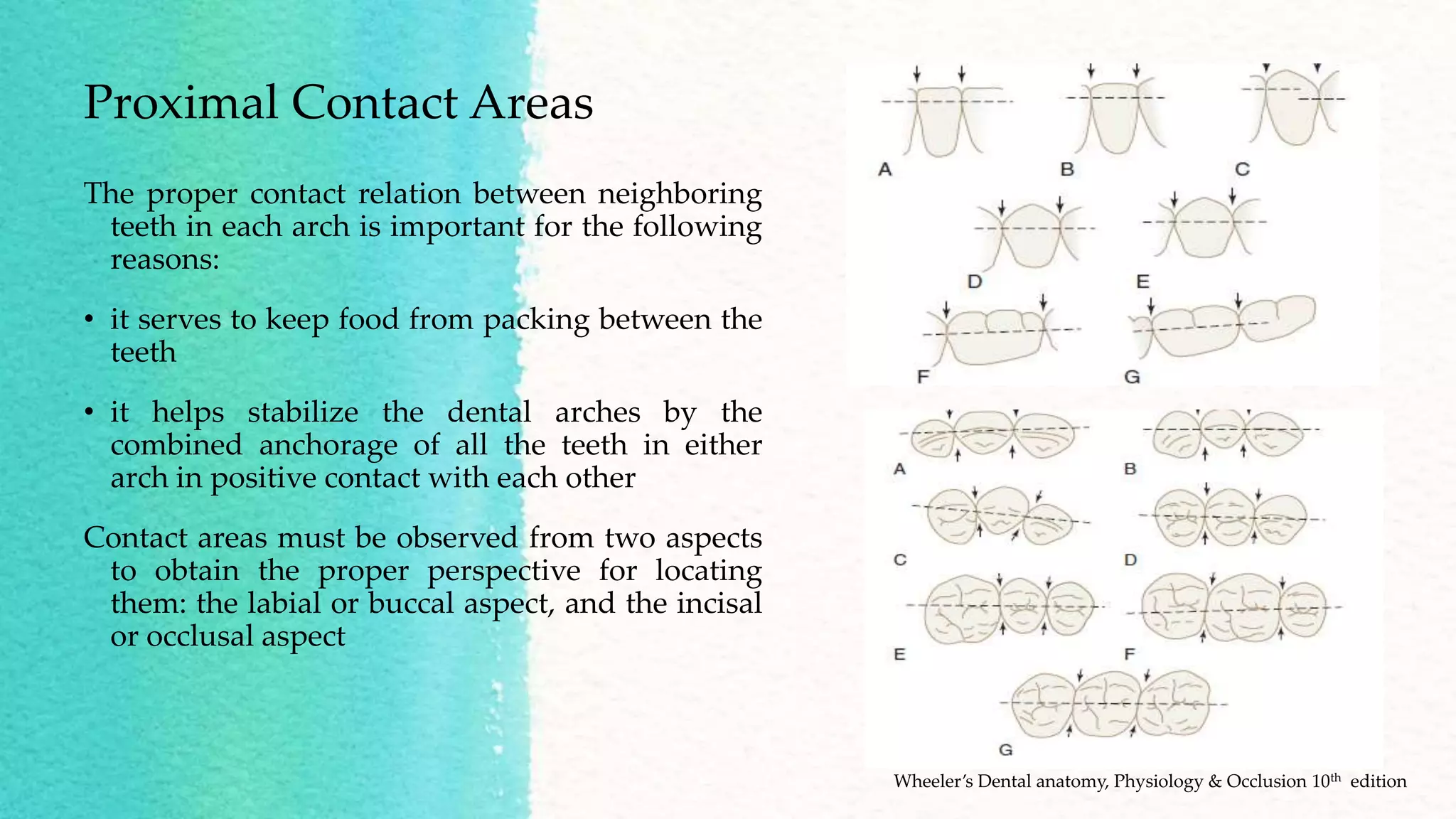Tooth anatomy and its enigma.pptx