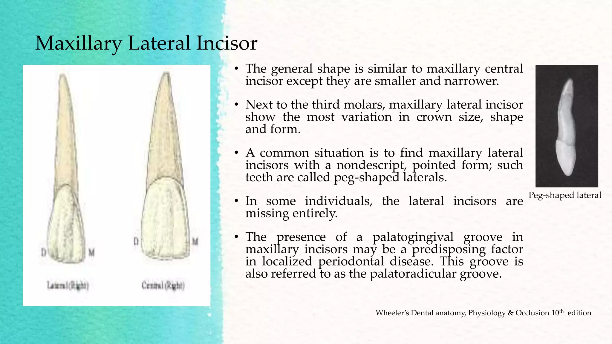 Tooth anatomy and its enigma.pptx