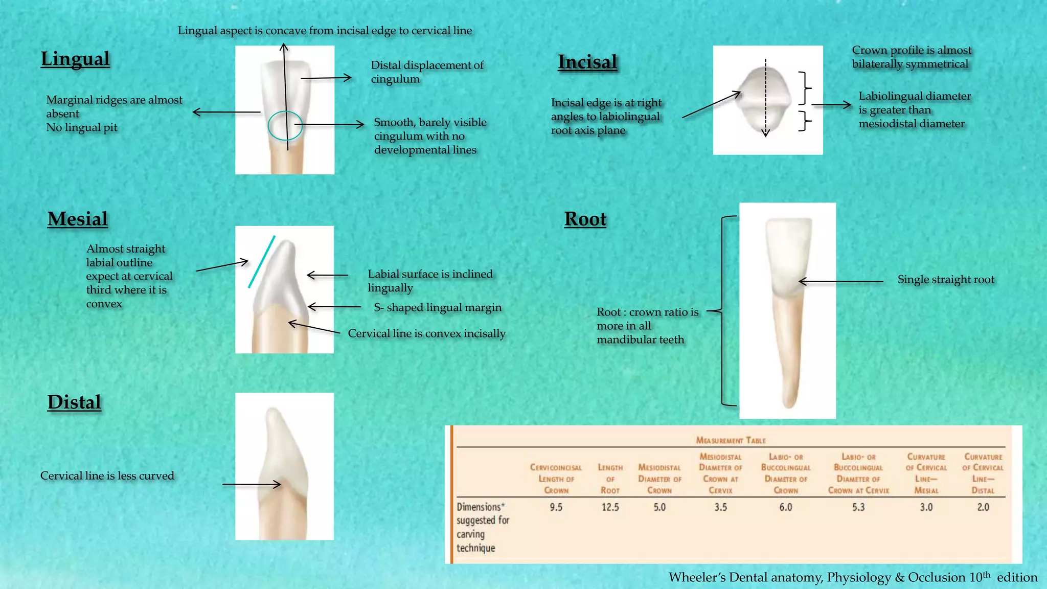 Tooth anatomy and its enigma.pptx