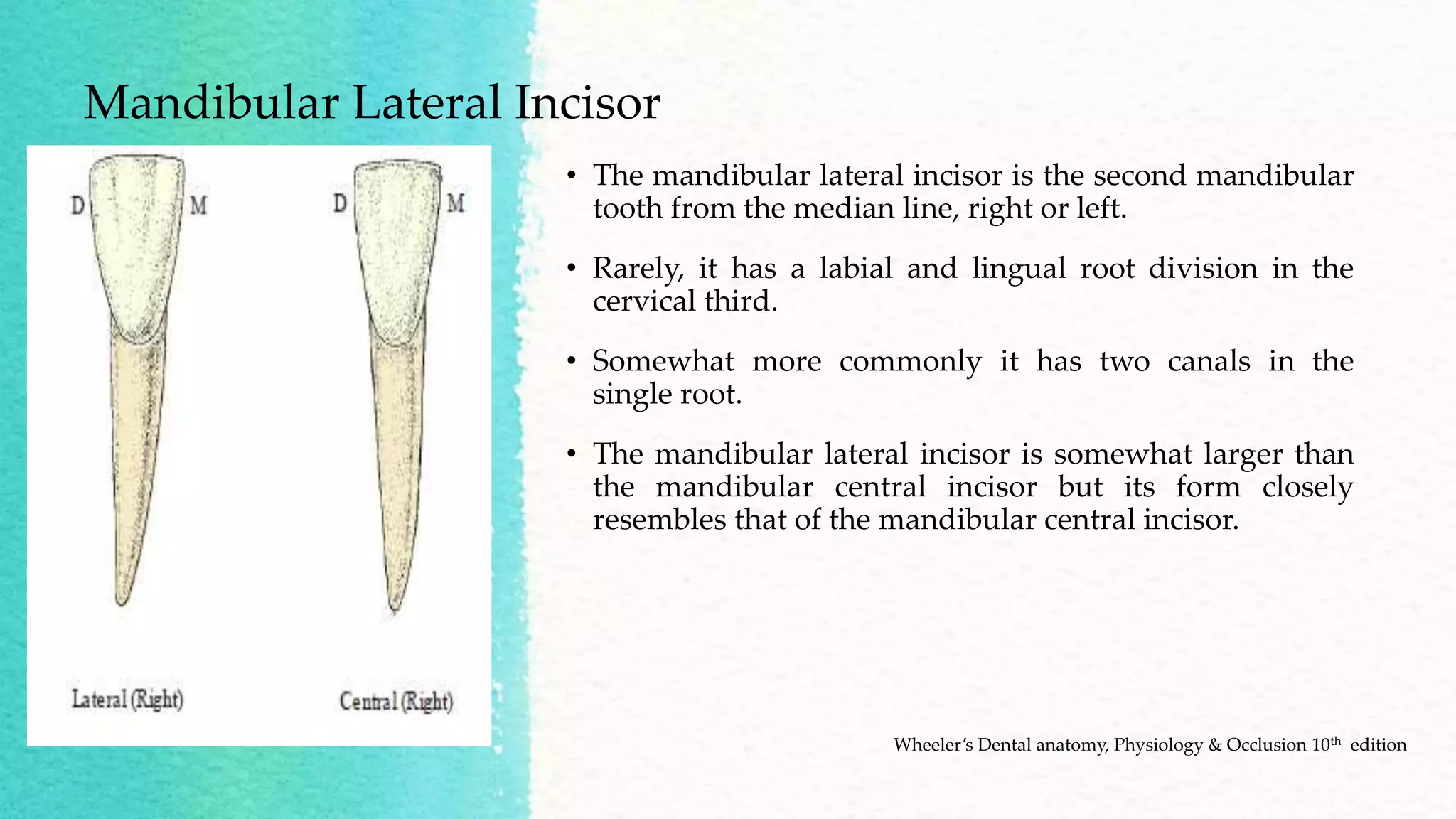 Tooth anatomy and its enigma.pptx