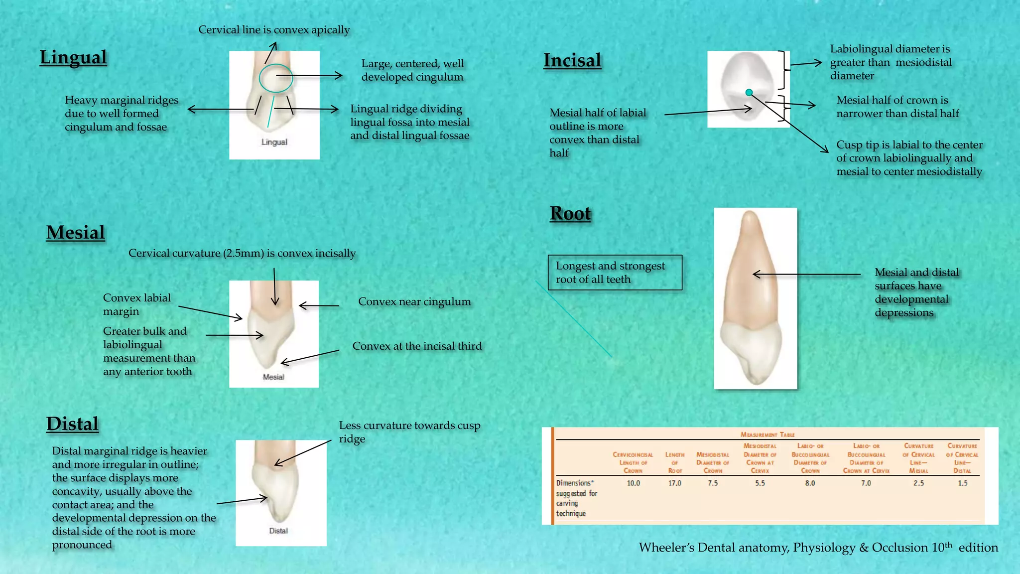 Tooth anatomy and its enigma.pptx