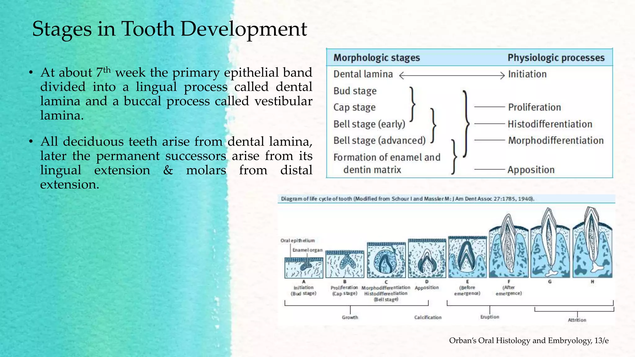 Tooth anatomy and its enigma.pptx