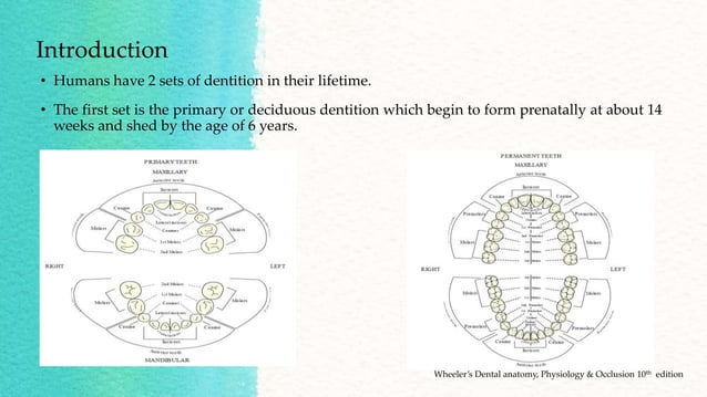 Tooth anatomy and its enigma.pptx