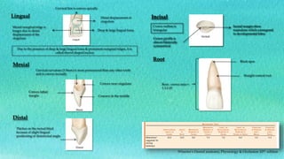Tooth anatomy and its enigma.pptx