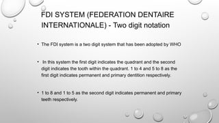1) TOOTH DESIGNATION SYSTEMS. Lecture 2024 | PPTX