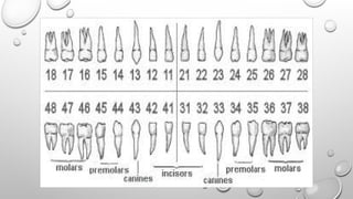 1) TOOTH DESIGNATION SYSTEMS. Lecture 2024 | PPTX