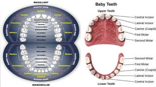 1) TOOTH DESIGNATION SYSTEMS. Lecture 2024 | PPTX