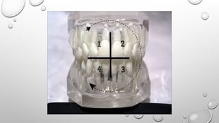 1) TOOTH DESIGNATION SYSTEMS. Lecture 2024 | PPTX