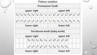 1) TOOTH DESIGNATION SYSTEMS. Lecture 2024 | PPTX