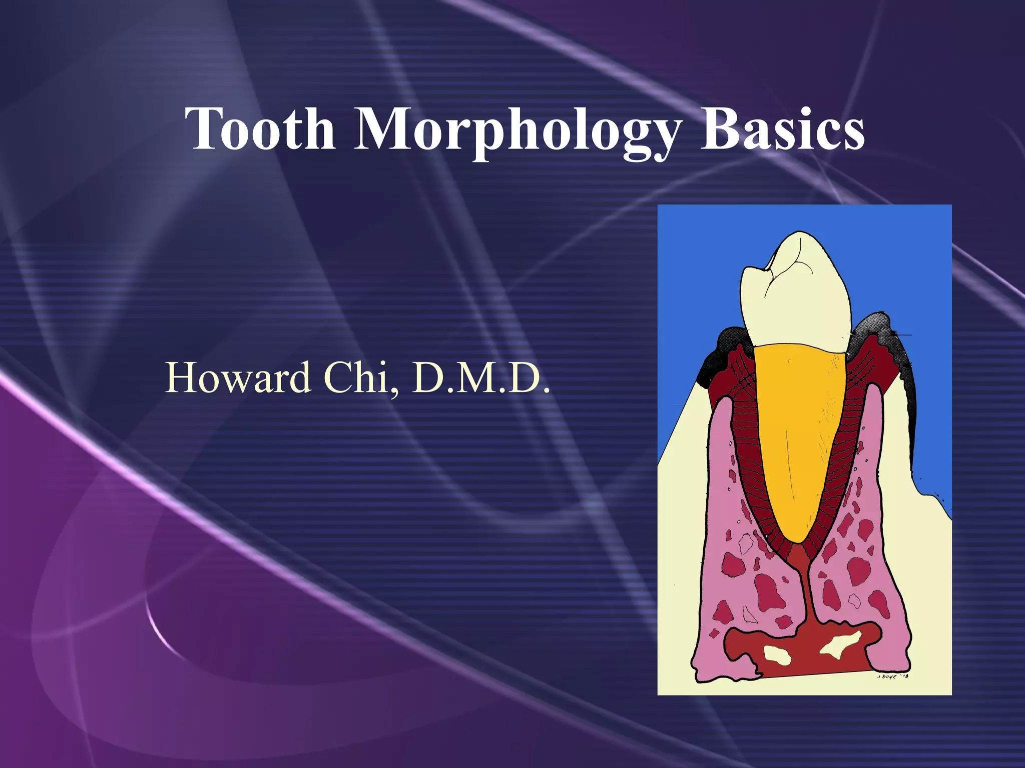 Tooth Morphology Basics | PPT
