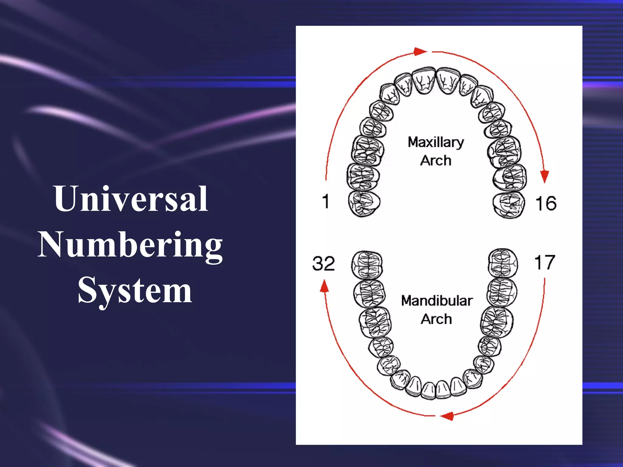Tooth Morphology Basics | PPT