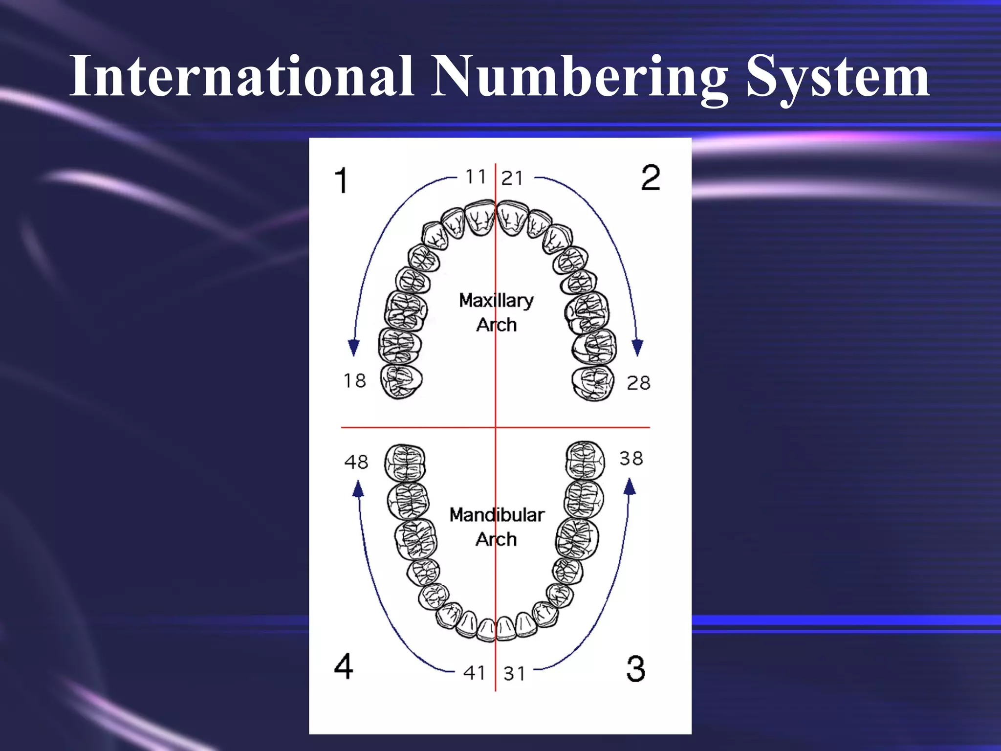 Tooth Morphology Basics | PPT