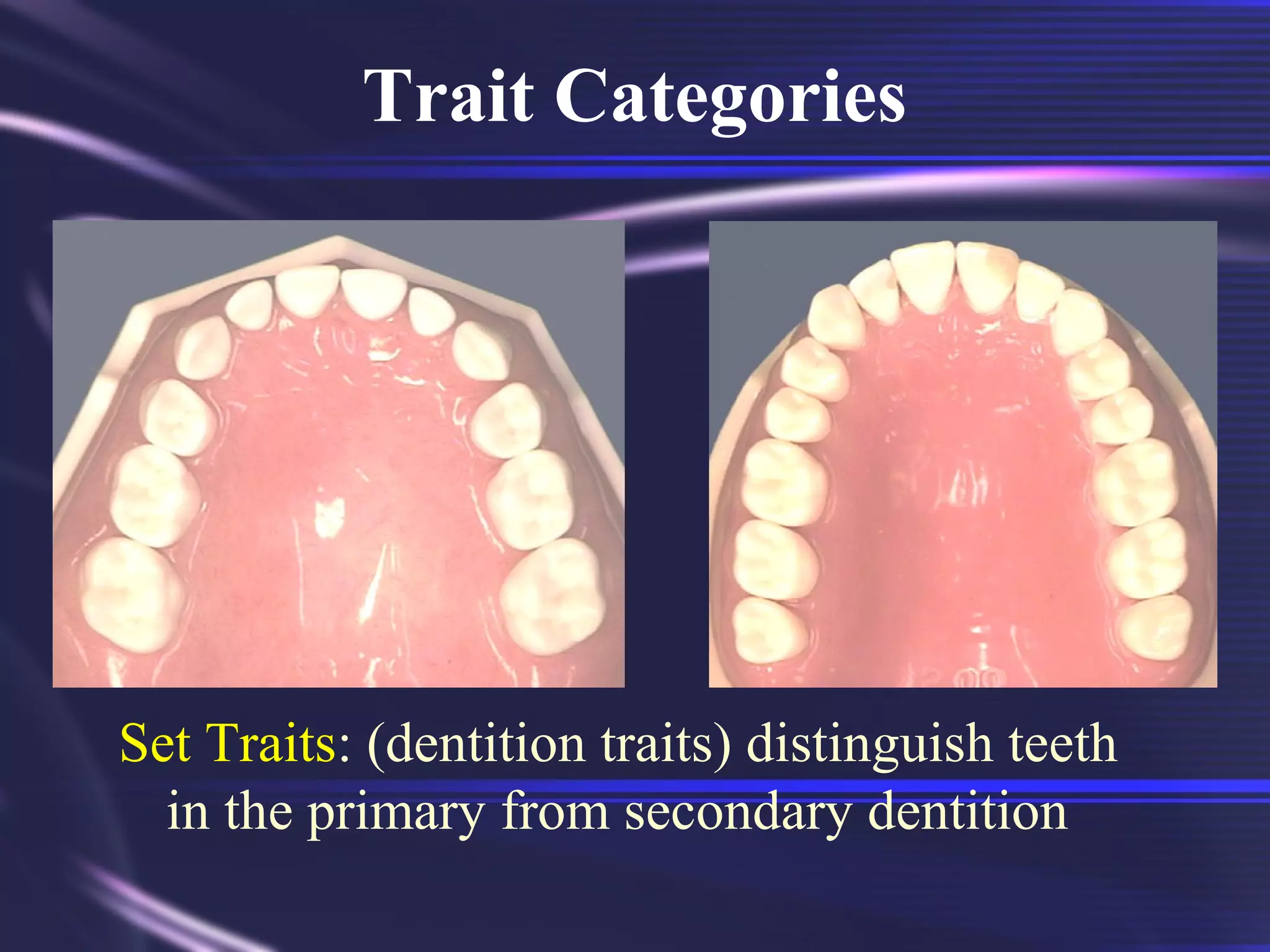 Tooth Morphology Basics | PPT