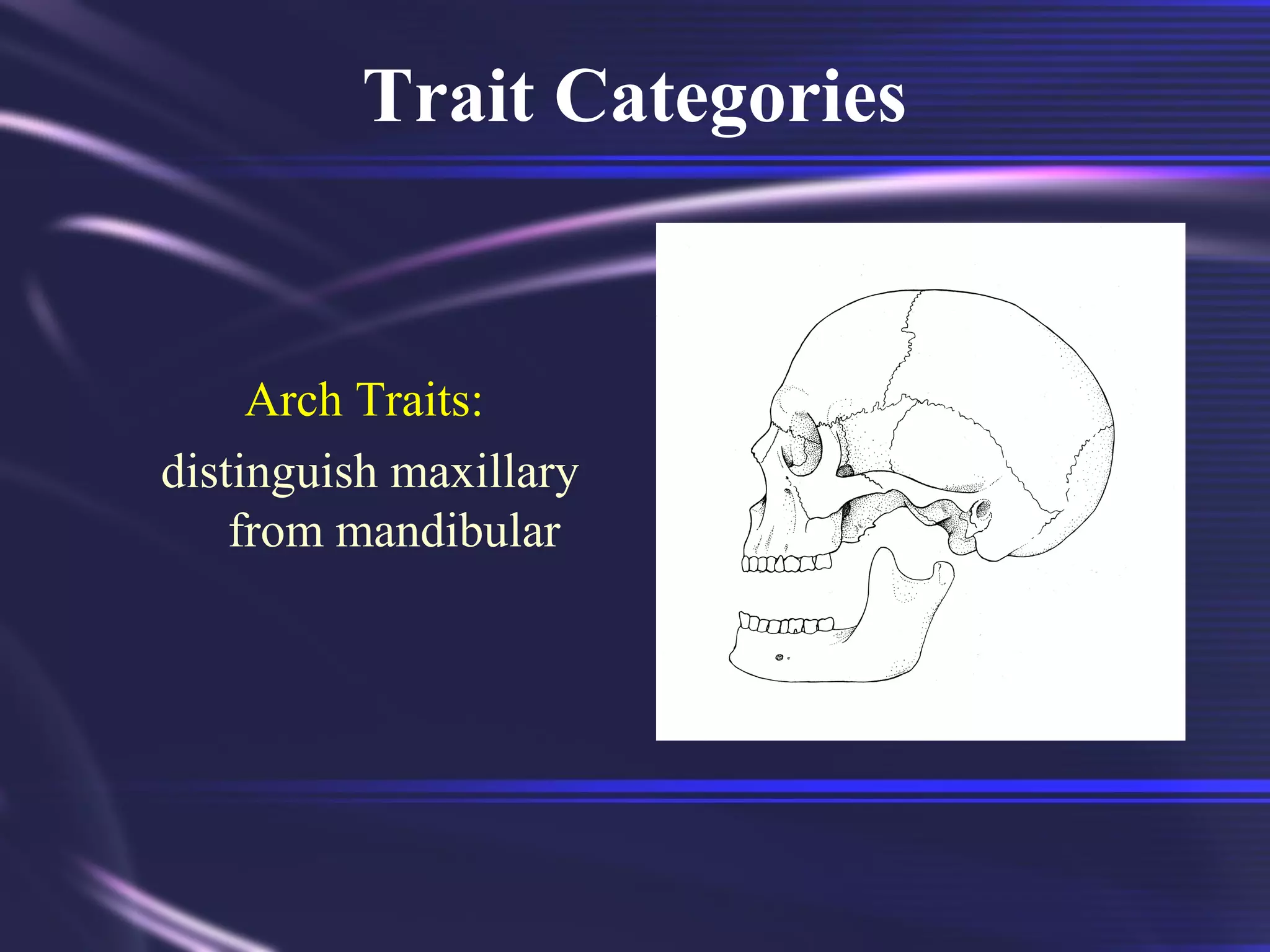 Tooth Morphology Basics | PPT